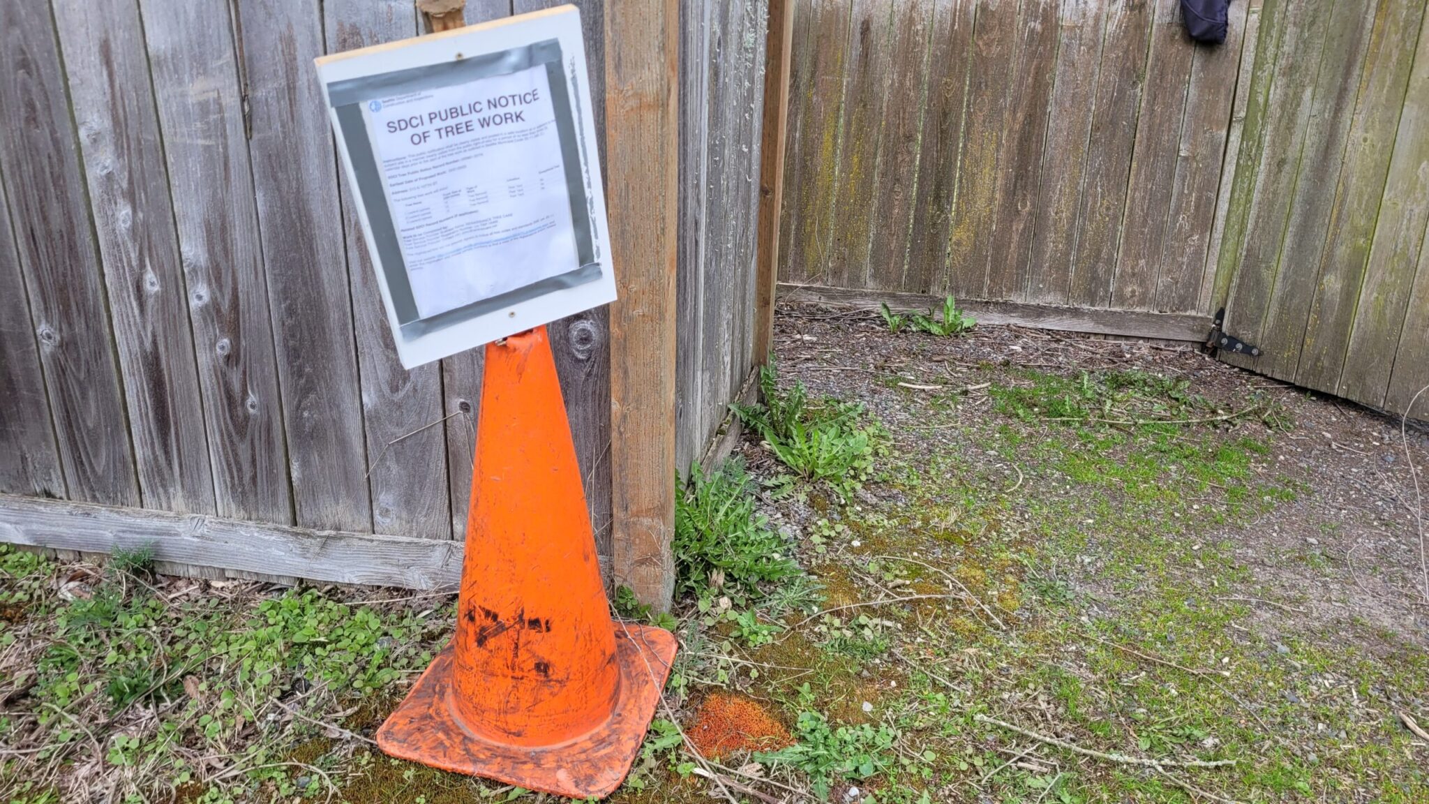 Updates to Seattle Tree Service Provider Regulations - Building Connections